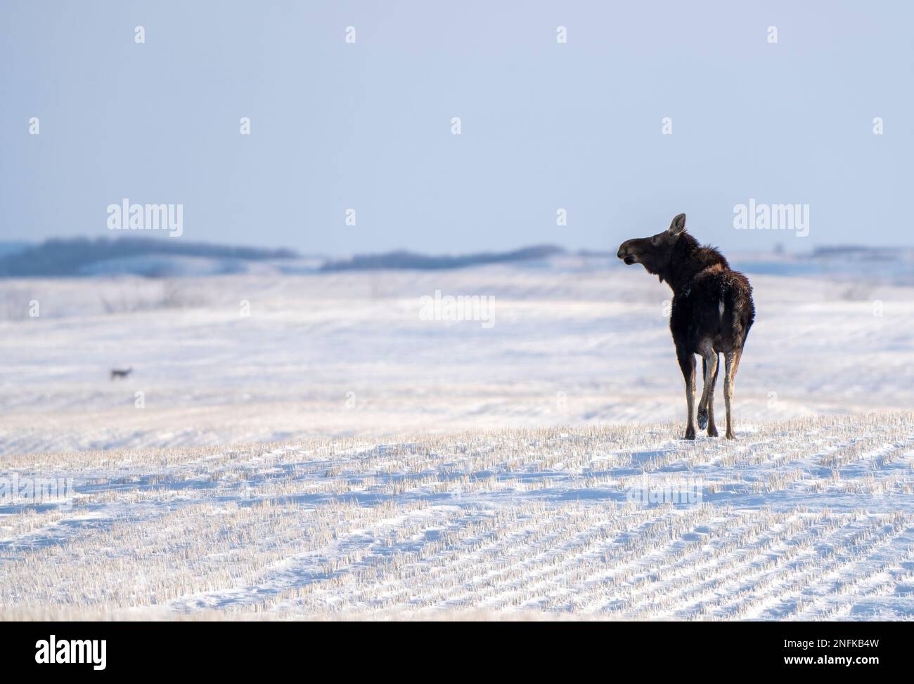Moose fighting canada hi-res stock photography and images - Alamy