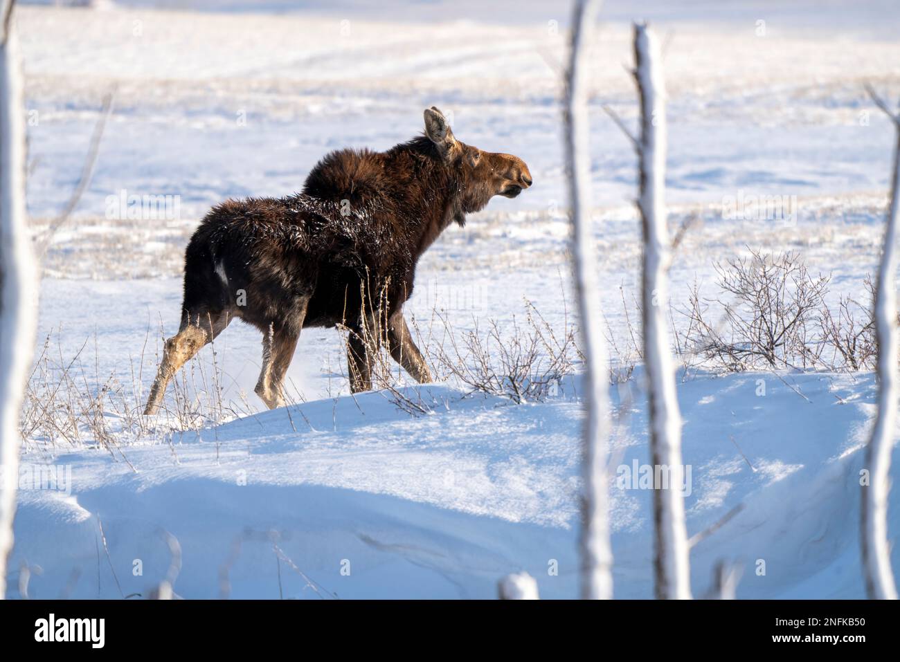 Moose fighting canada hi-res stock photography and images - Alamy