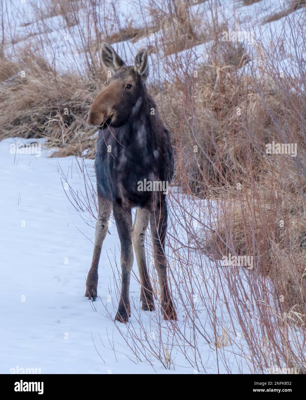 Moose fighting canada hi-res stock photography and images - Alamy