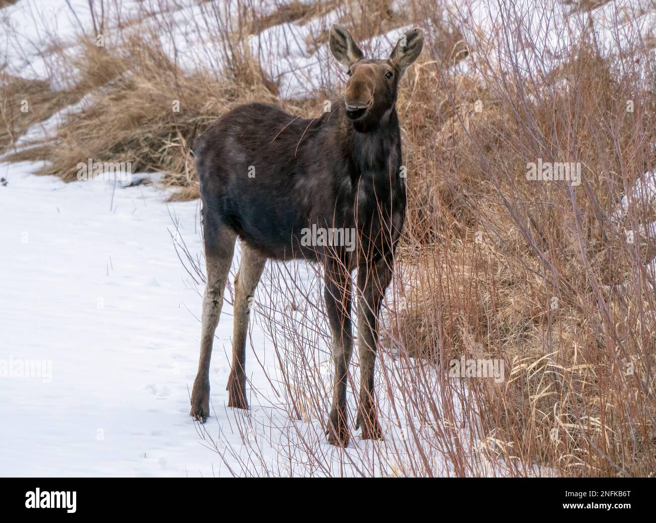 Canada moose fighting hi-res stock photography and images - Alamy