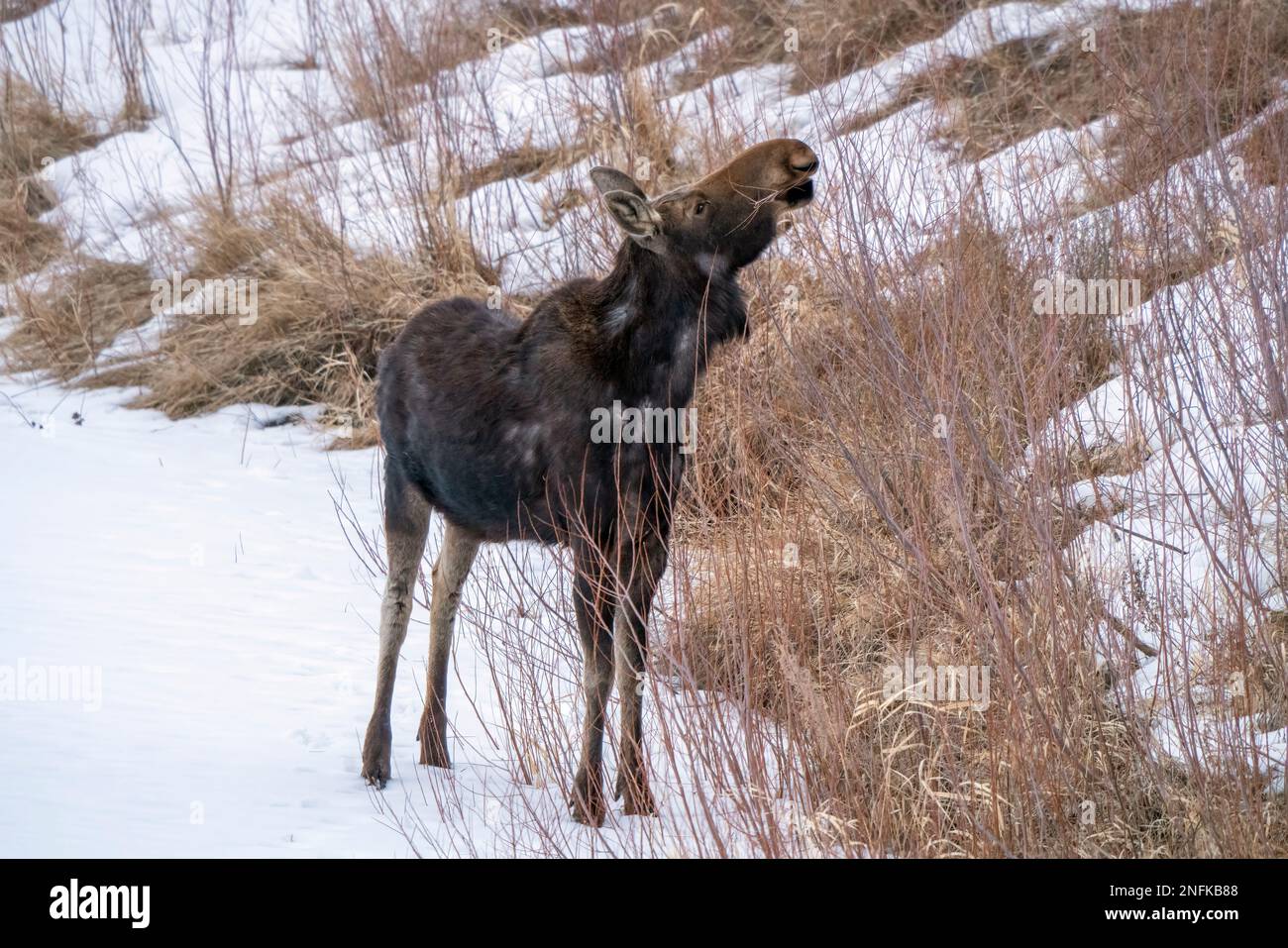 Moose fighting canada hi-res stock photography and images - Alamy