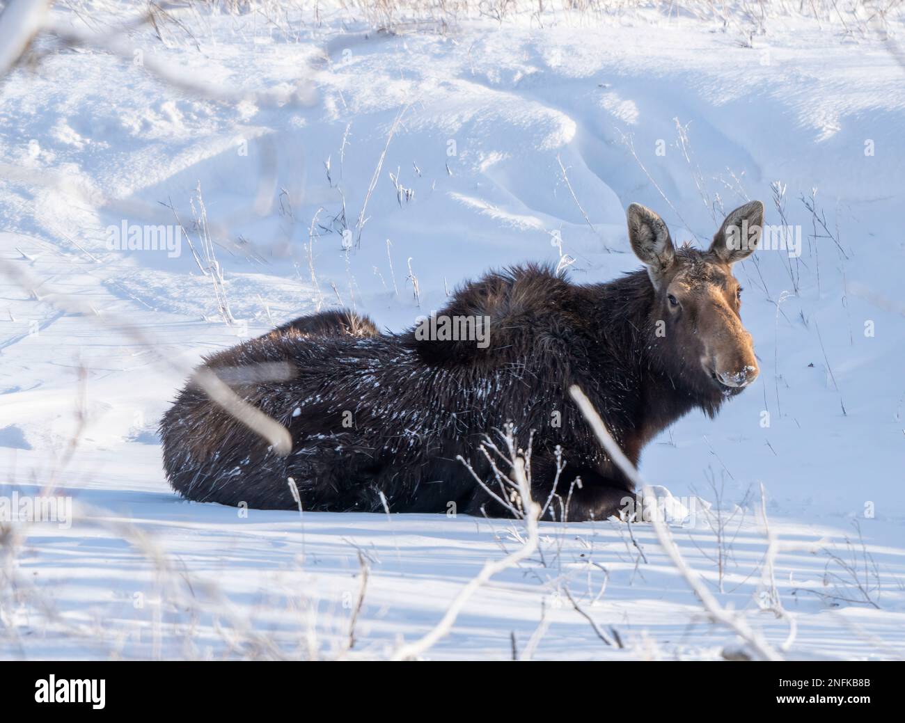 Prairie Moose Winter in Saskatchewan Canada Cold Stock Photo - Alamy