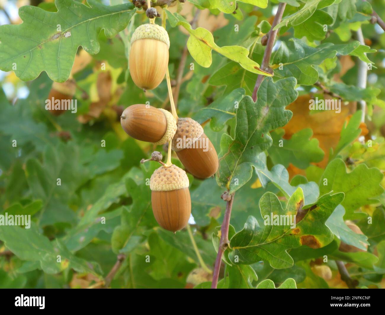 Mature acorns hanging on oak tree Stock Photo - Alamy