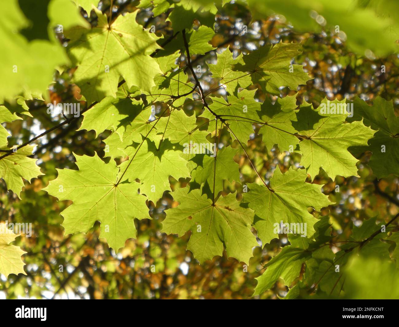 Sky with leaves shadow hi-res stock photography and images - Alamy