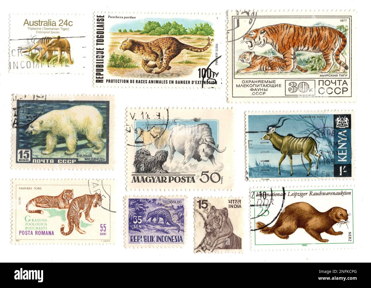 World wild animals engraving hi-res stock photography and images - Alamy