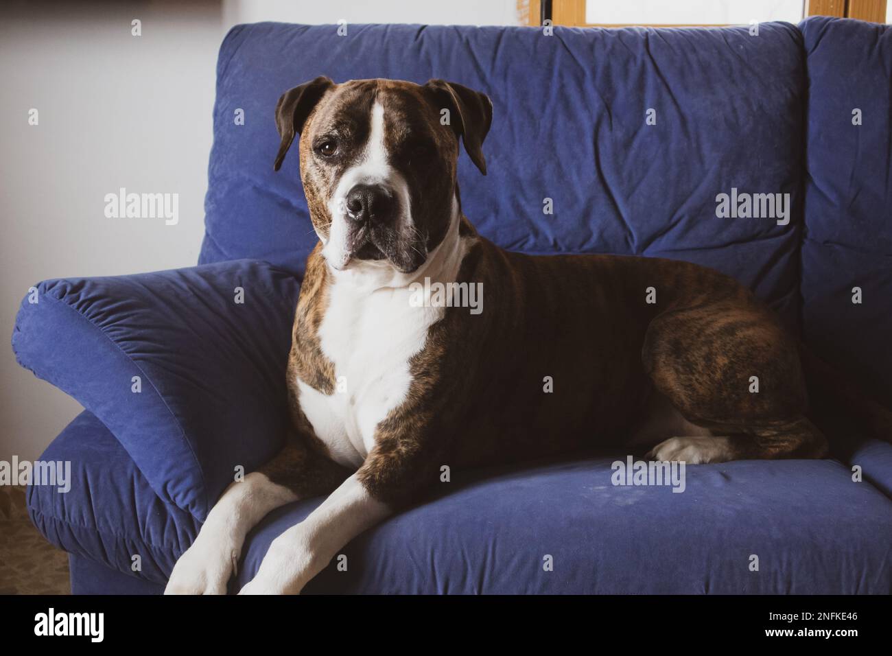 German brown white boxer lying on blue couch in modern interior. Medium ...