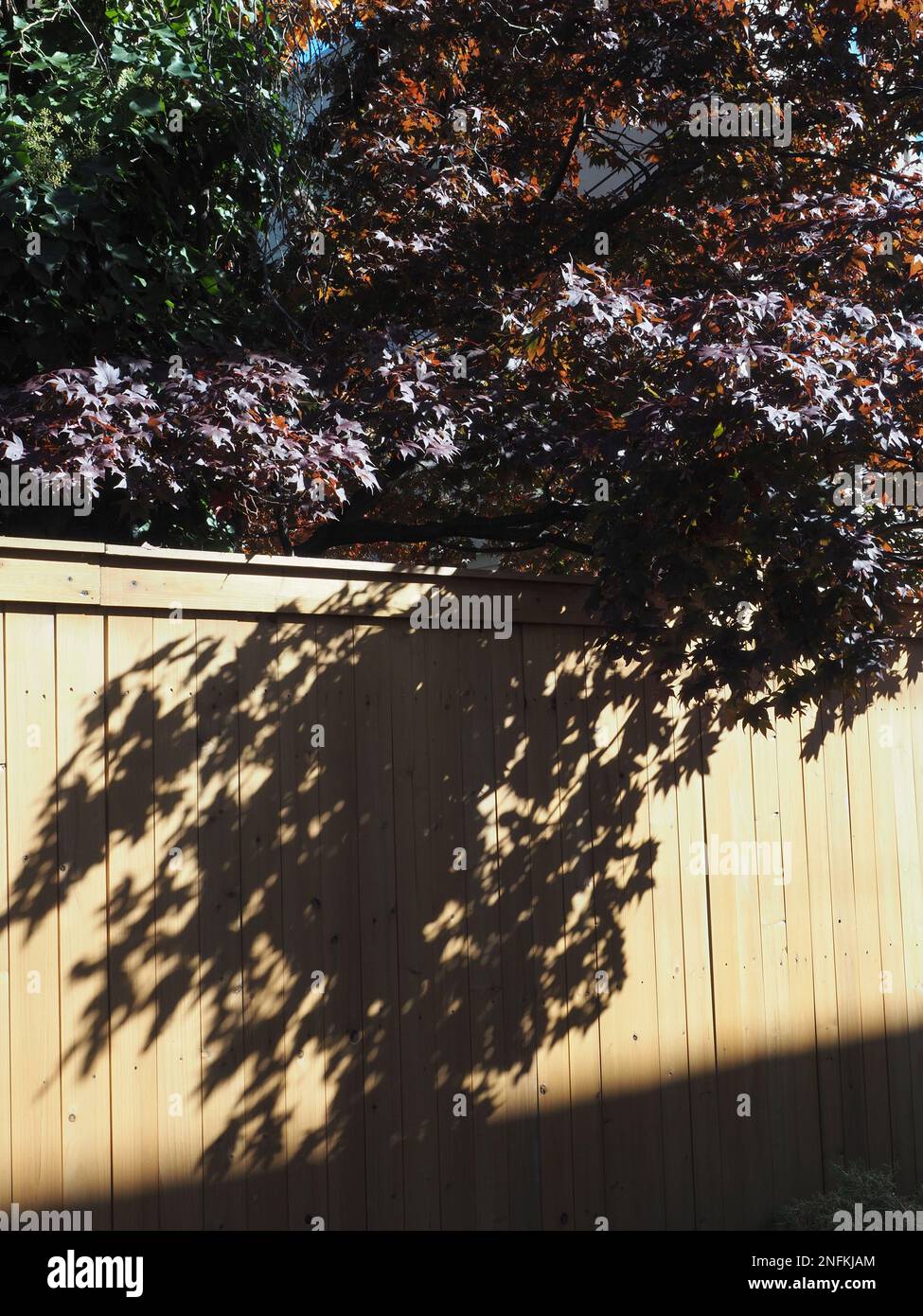 A vertical shot of a tree with dark foliage casting a shadow on a ...