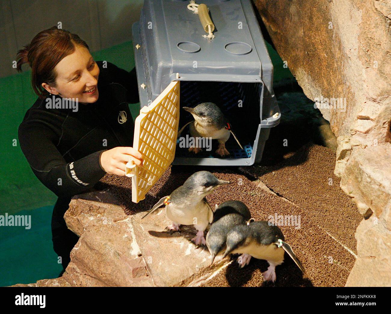 New England Aquarium penguin biologist Caitlin Hume introduces a Little ...