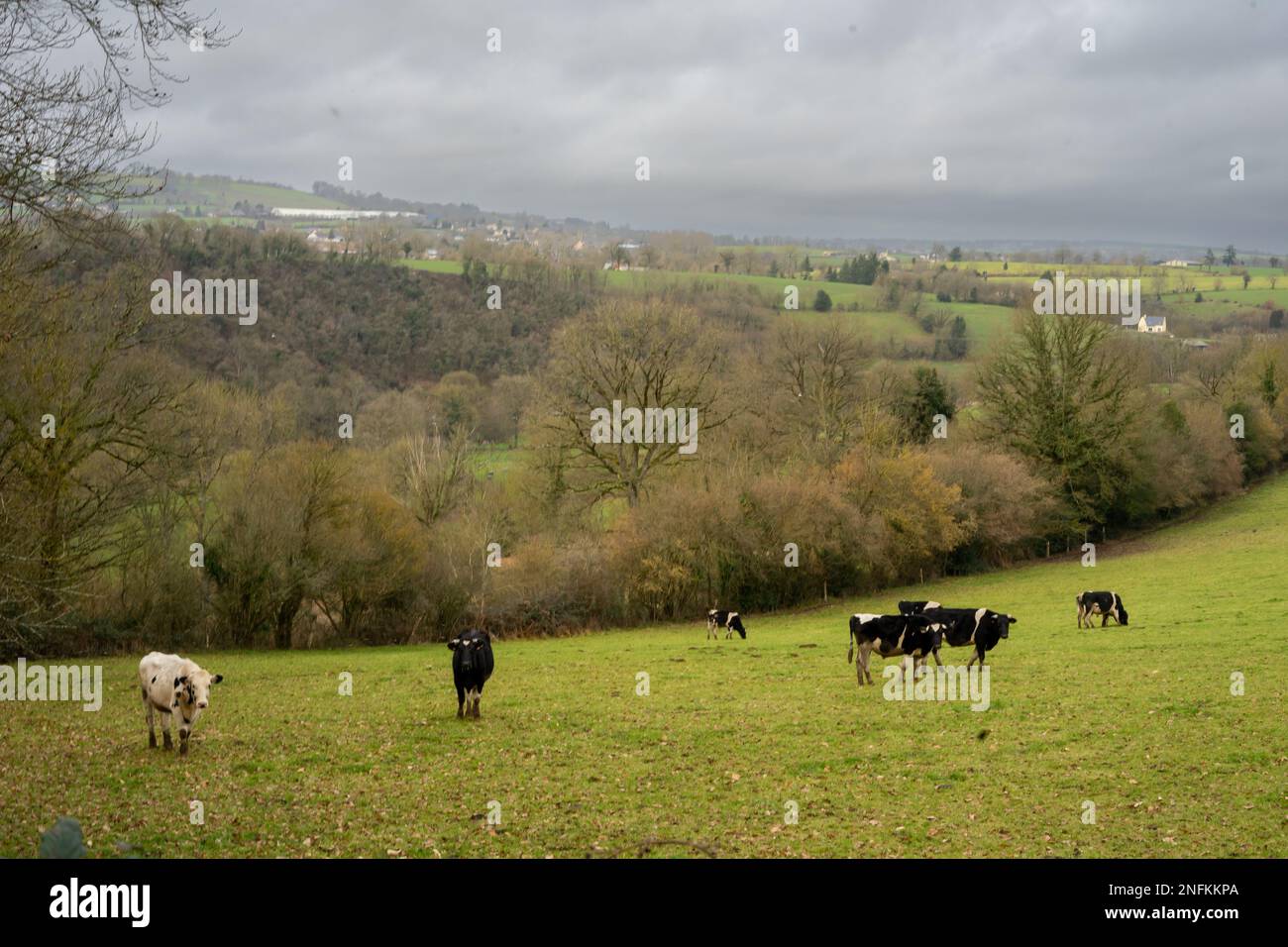 View of a field where cows graze. Rural area, animal husbandry Stock ...