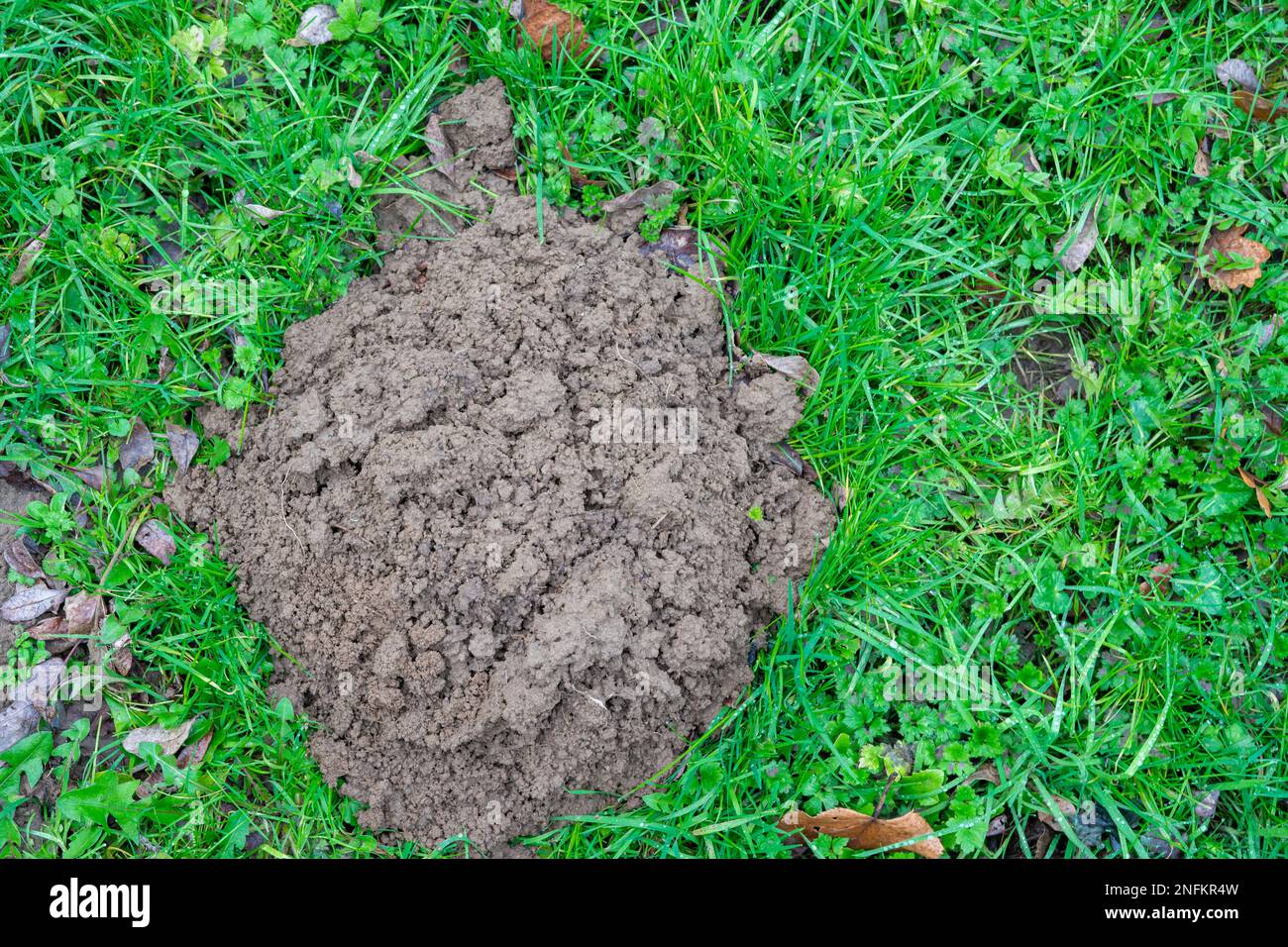 Mole digging burrow hi-res stock photography and images - Alamy