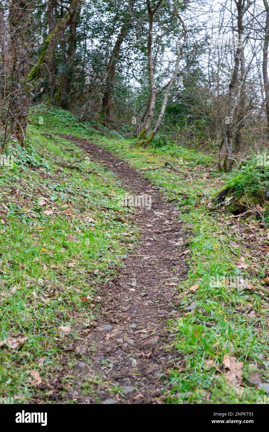 Dirt path in the forest. Path for travelers, hikers Stock Photo - Alamy