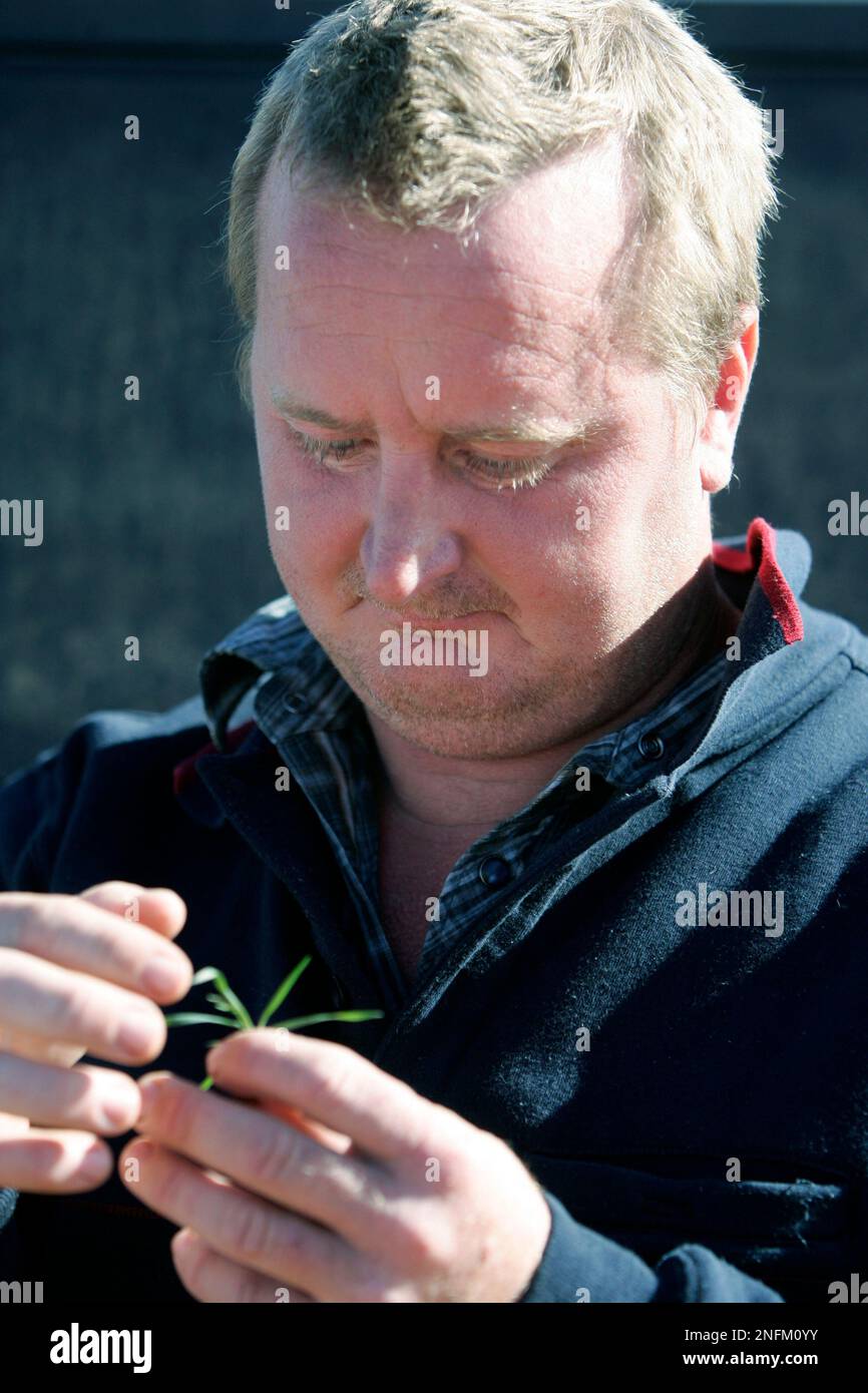 Darcy Phillips inspects a weed on his farm near Poochera, on South ...