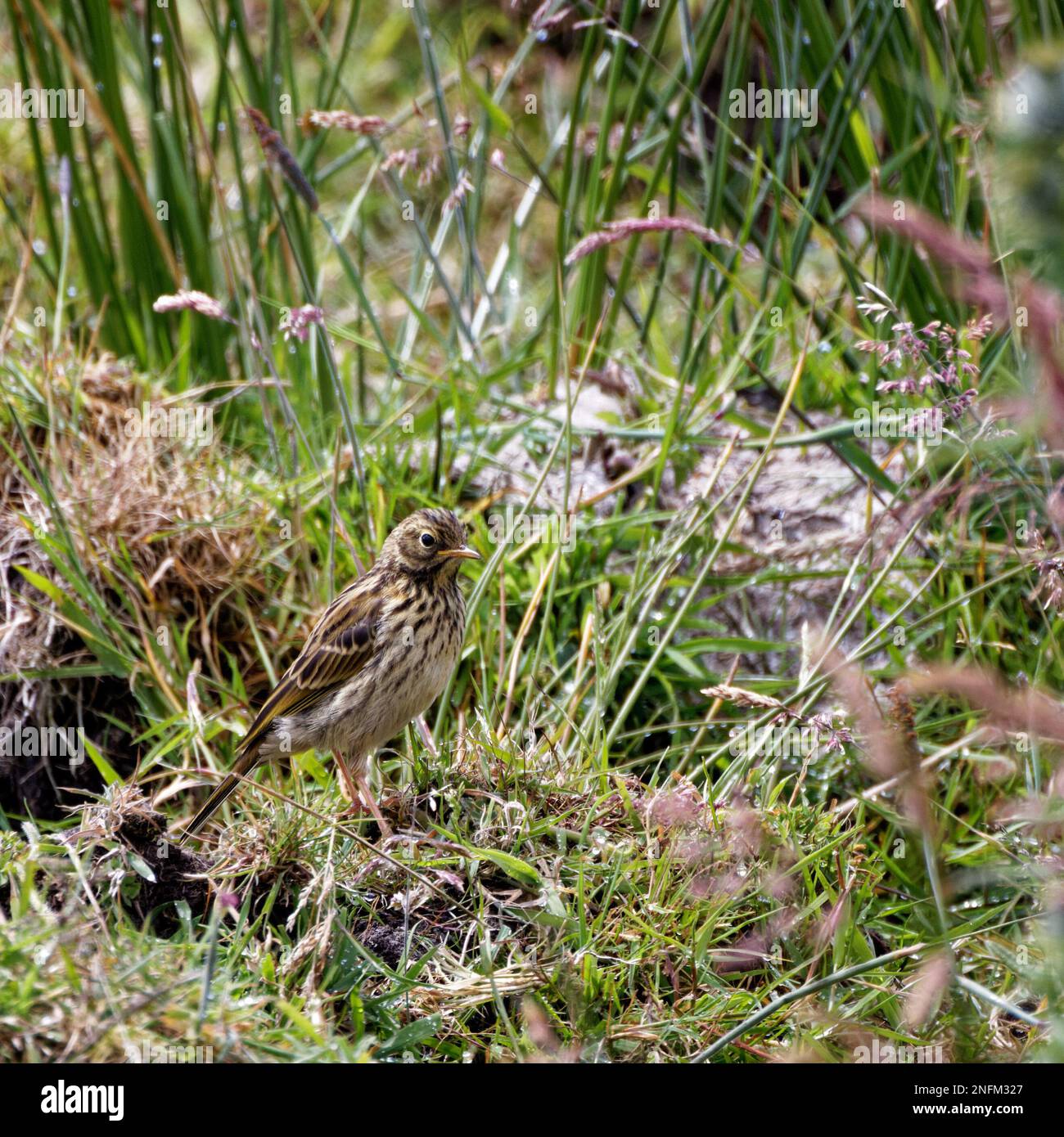 Anthus pratensis on ground hi-res stock photography and images - Alamy