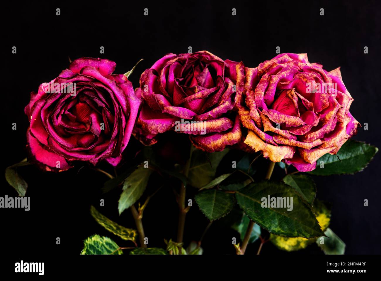 Three Rose blooms in early stages of decay Stock Photo - Alamy