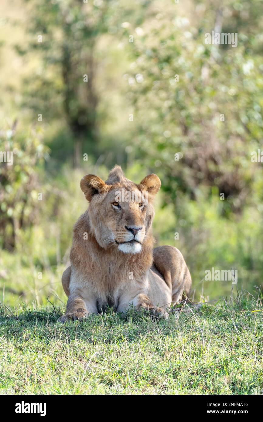 Watchful juvenile lion, panthera leo, in the afternoon sunshine of the ...