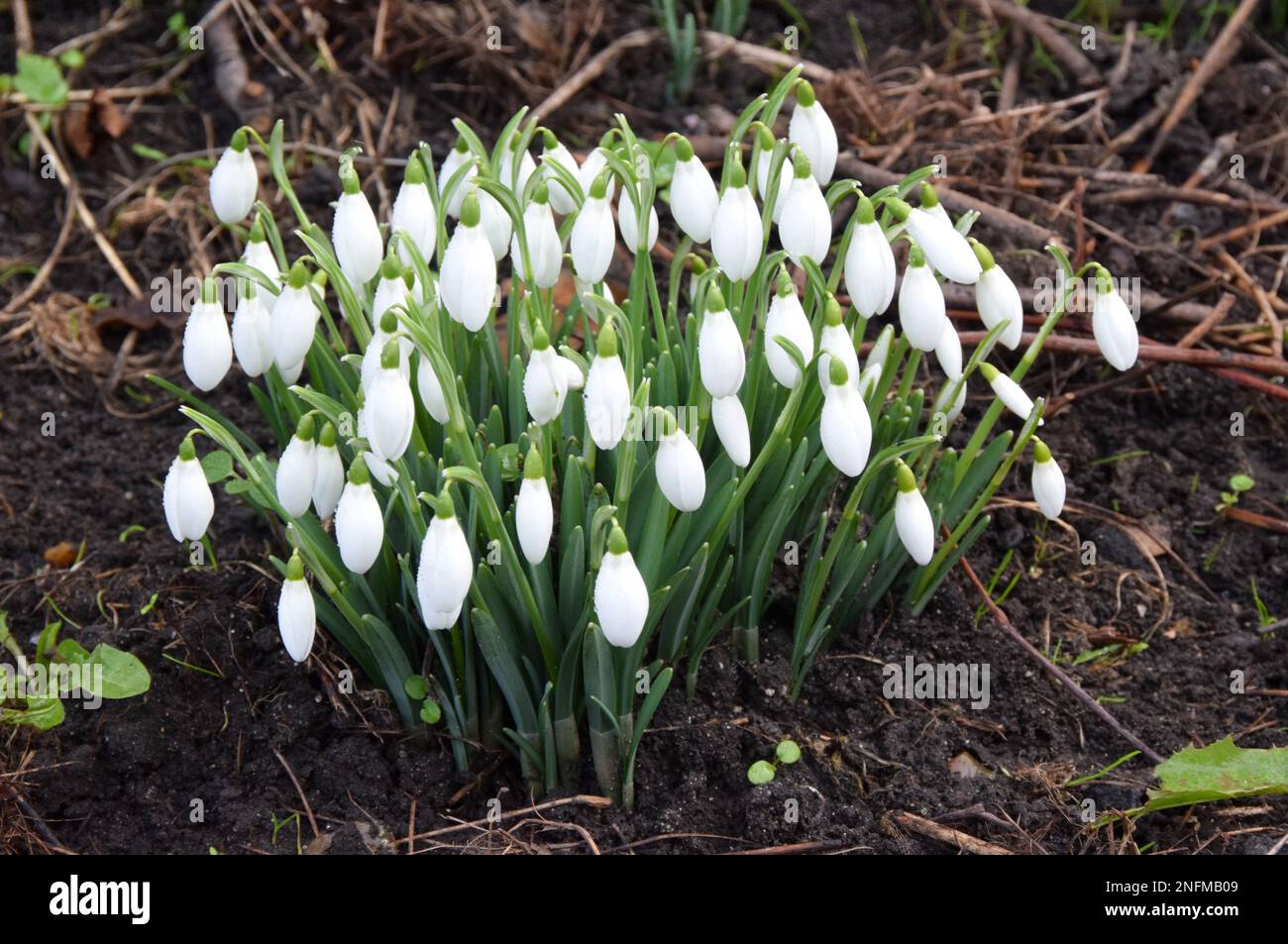 As winter draws to a close snowdrops bloom in Pocahontas Gardens in the ...