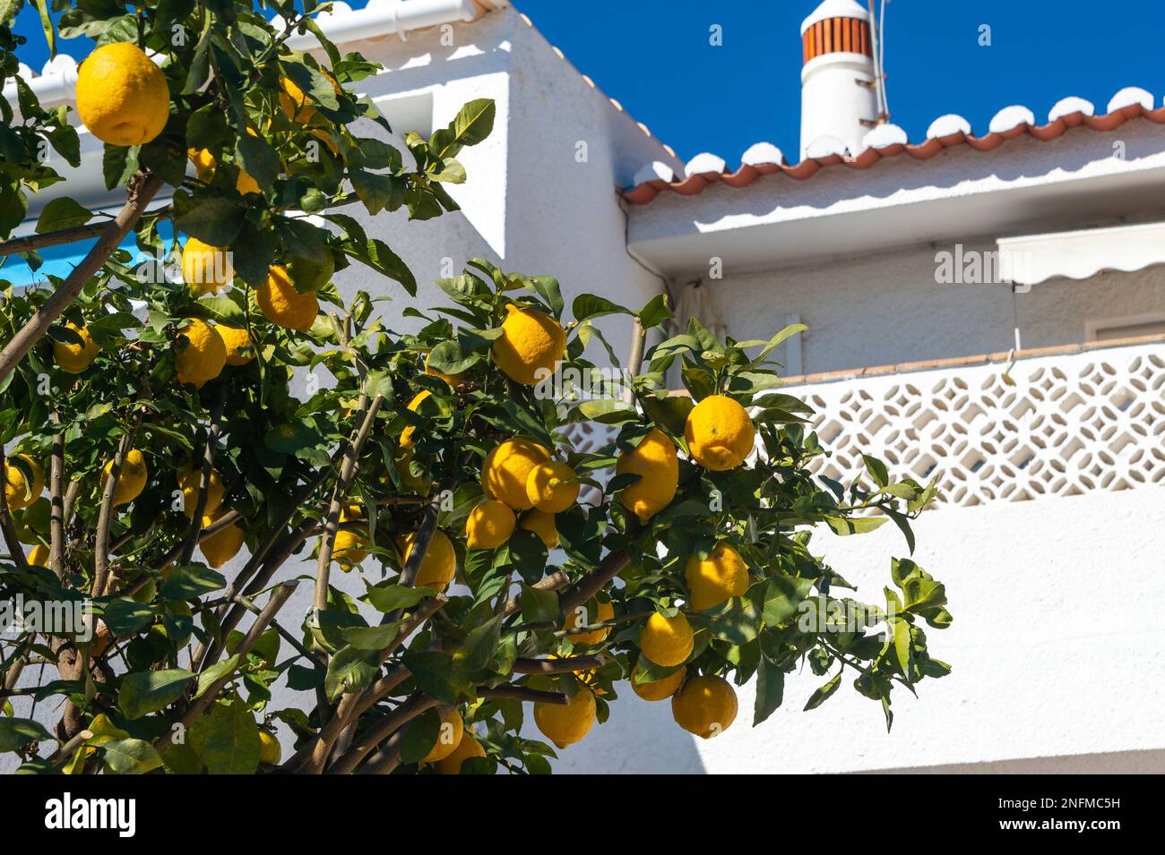 White building with lemon tree in Algarve Portugal Stock Photo - Alamy
