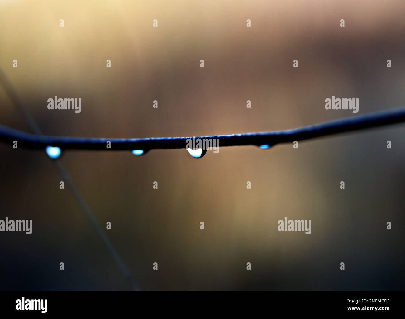 Drops on a wire hi-res stock photography and images - Alamy
