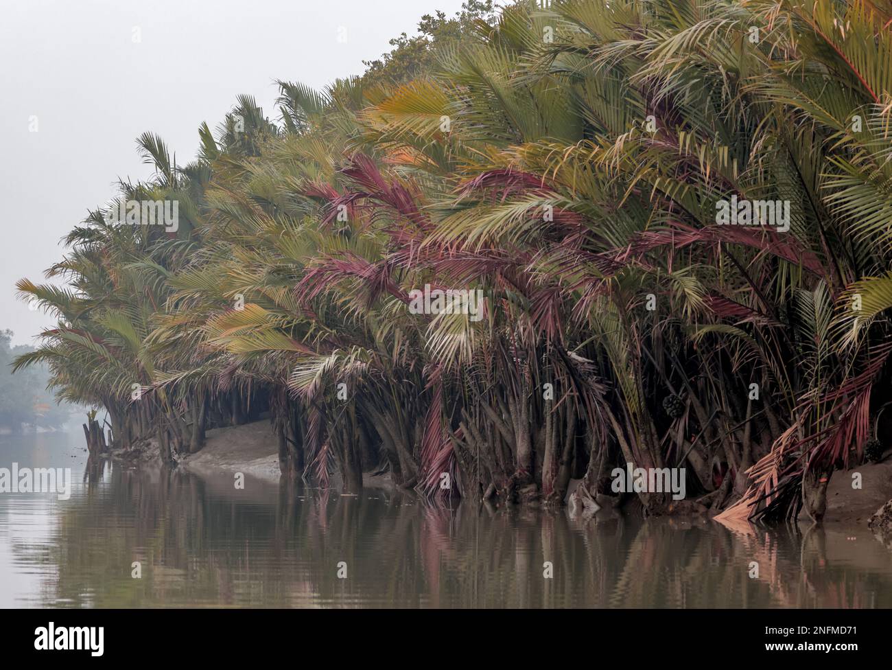 Typical nipa palm (Nipa fruticans).this photo was taken from Sundarbans ...