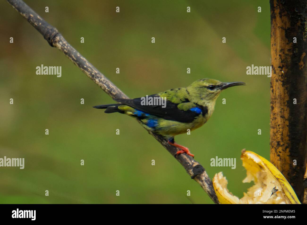 Red-legged Honey Creeper, a tropical bird in Costa Rica Stock Photo - Alamy