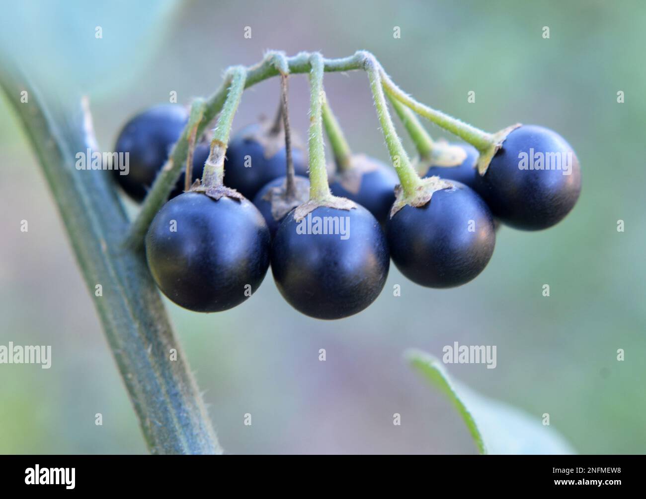 In nature grows plant with poisonous berries nightshade (Solanum nigrum ...