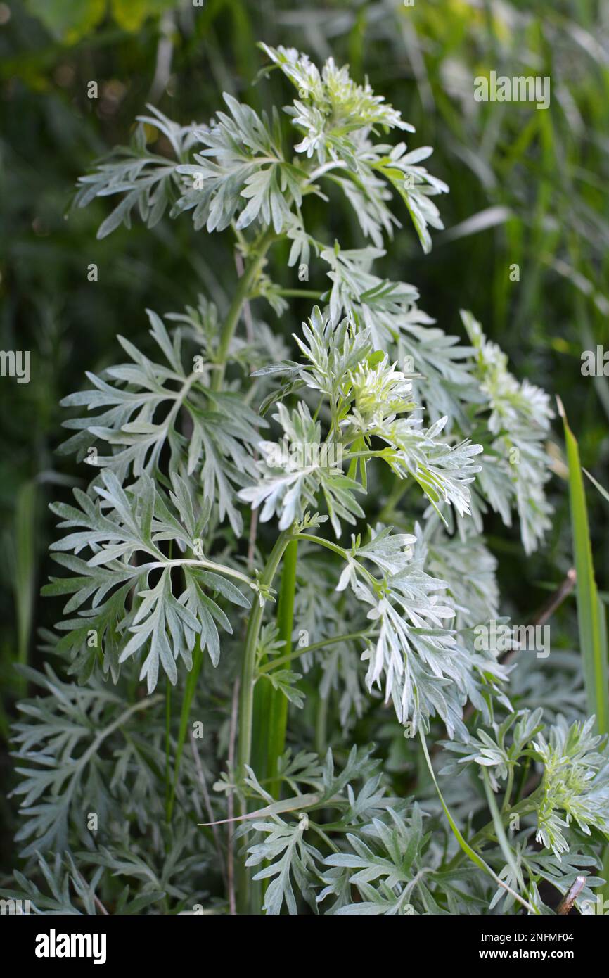 Bitter wormwood (Artemisia absinthium) bush grows in the wild Stock ...