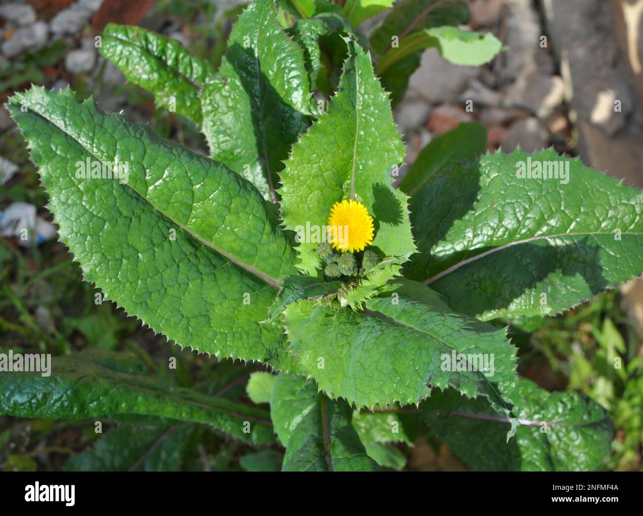 Asper grass hi-res stock photography and images - Alamy