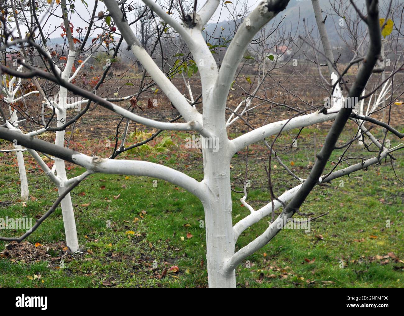 Whitewash of fruit trees in the orchard for protection against pests ...