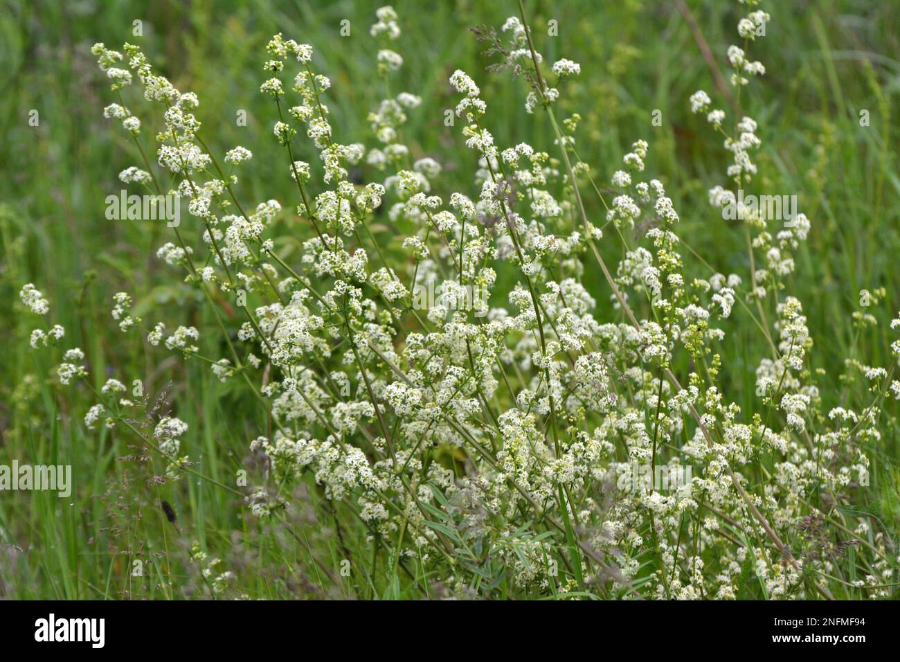 Plant galium album hi-res stock photography and images - Alamy