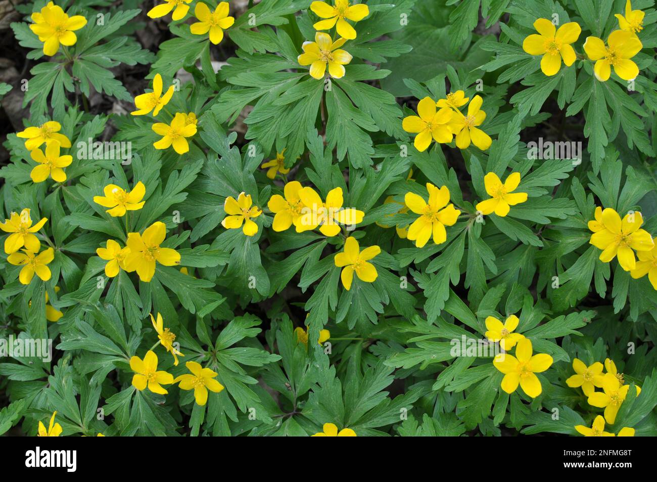 In the spring in the wild forest blooms anemone yellow (Anemone ...