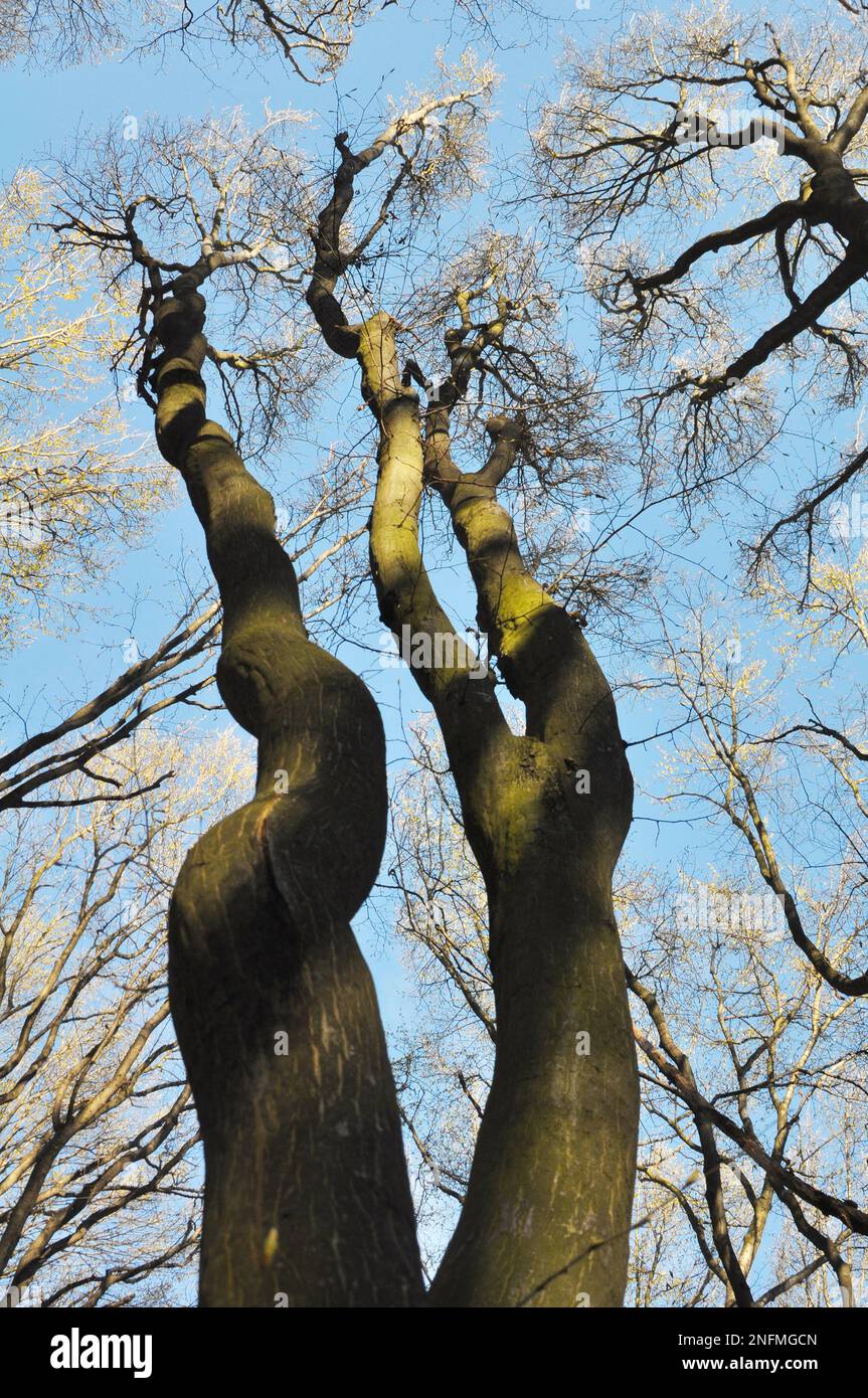 Hornbeam trees solid wood grow in the forest Stock Photo - Alamy