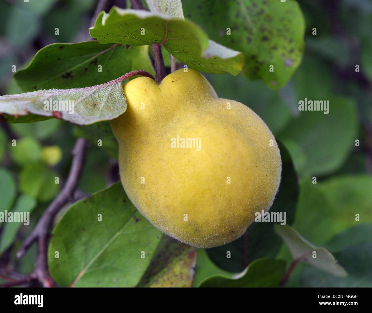 Quince (Cydonia oblonga) fruits ripen on the branch of the bush Stock ...