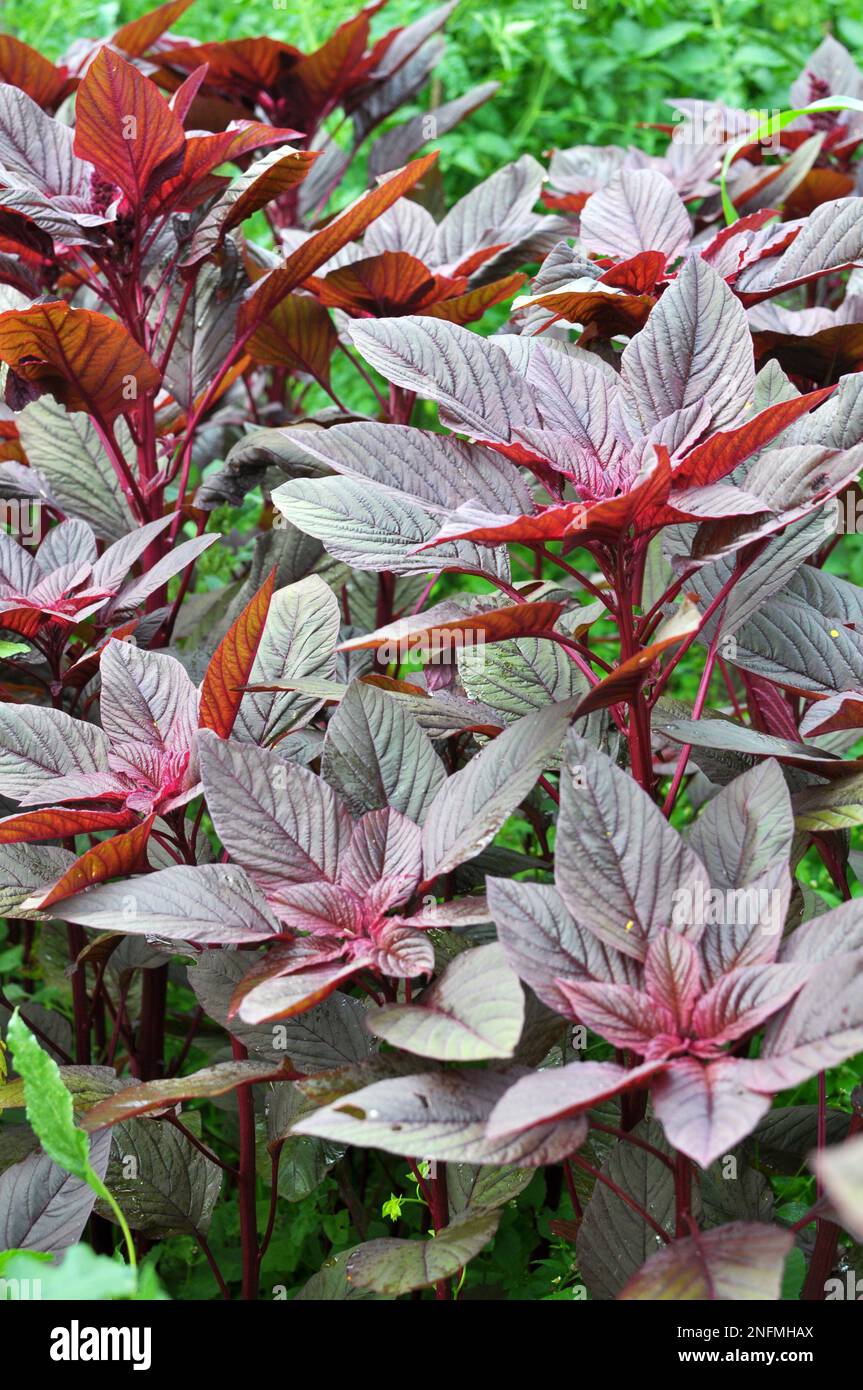 Foxtail amaranthus hi-res stock photography and images - Alamy