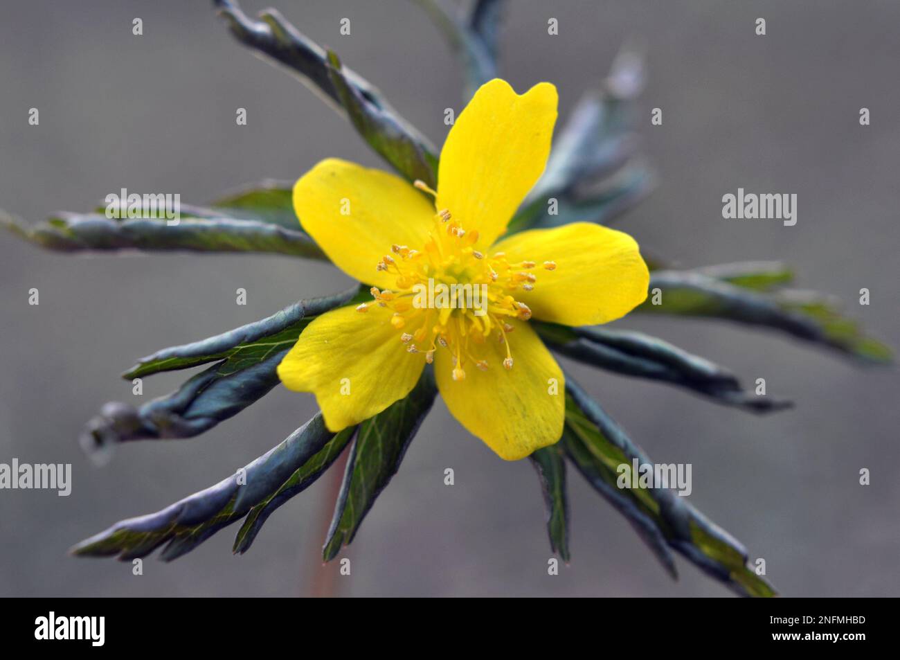In the spring in the wild forest blooms anemone yellow (Anemone ...