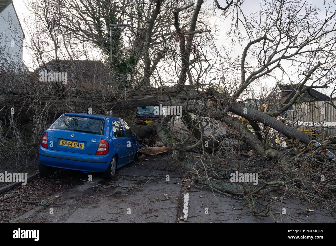 Oak tree blown over in gale, crushing car. Surrey, UK. January, 2023 ...