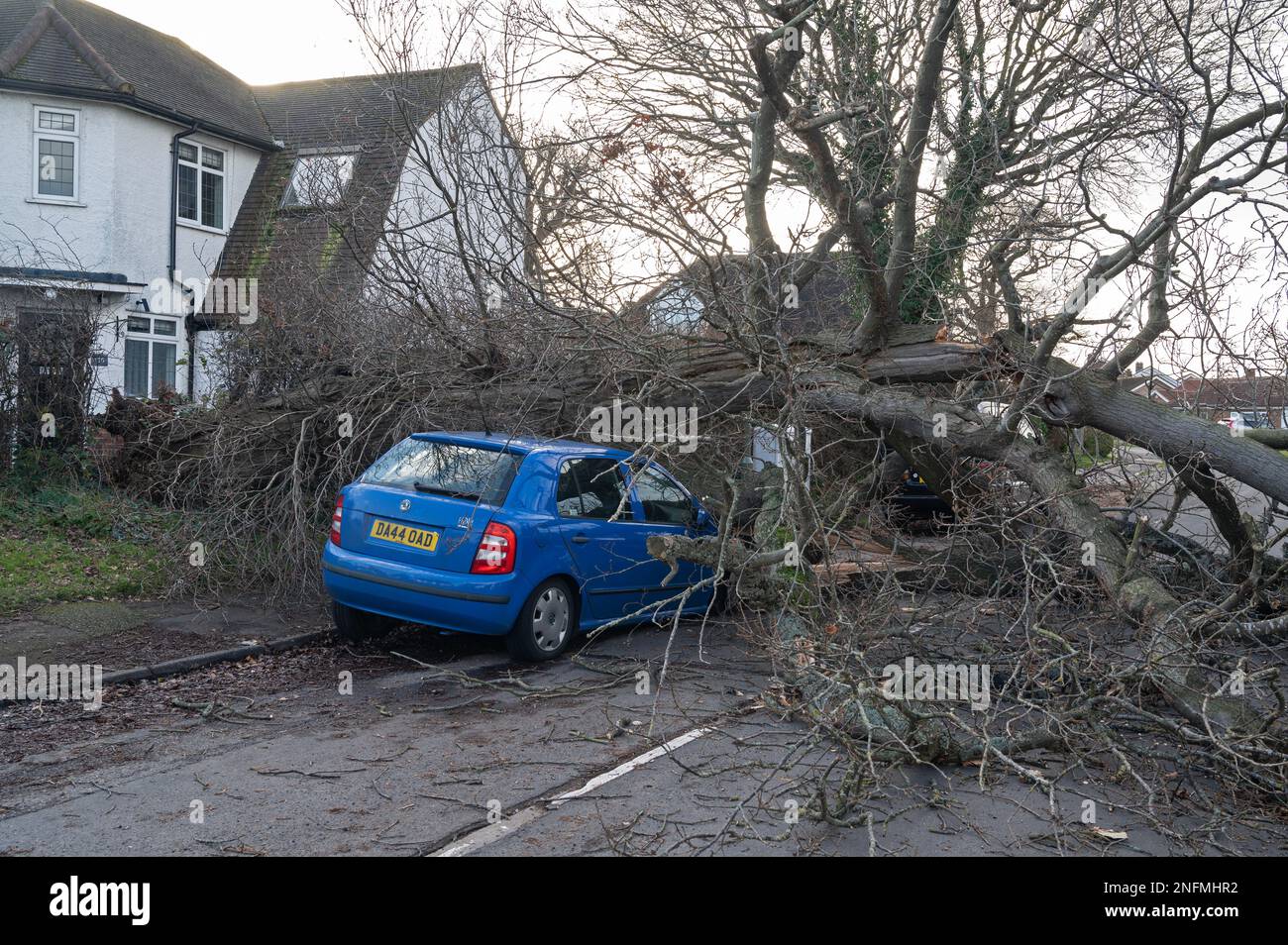 Oak tree blown over in gale, crushing car. Surrey, UK. January, 2023 ...