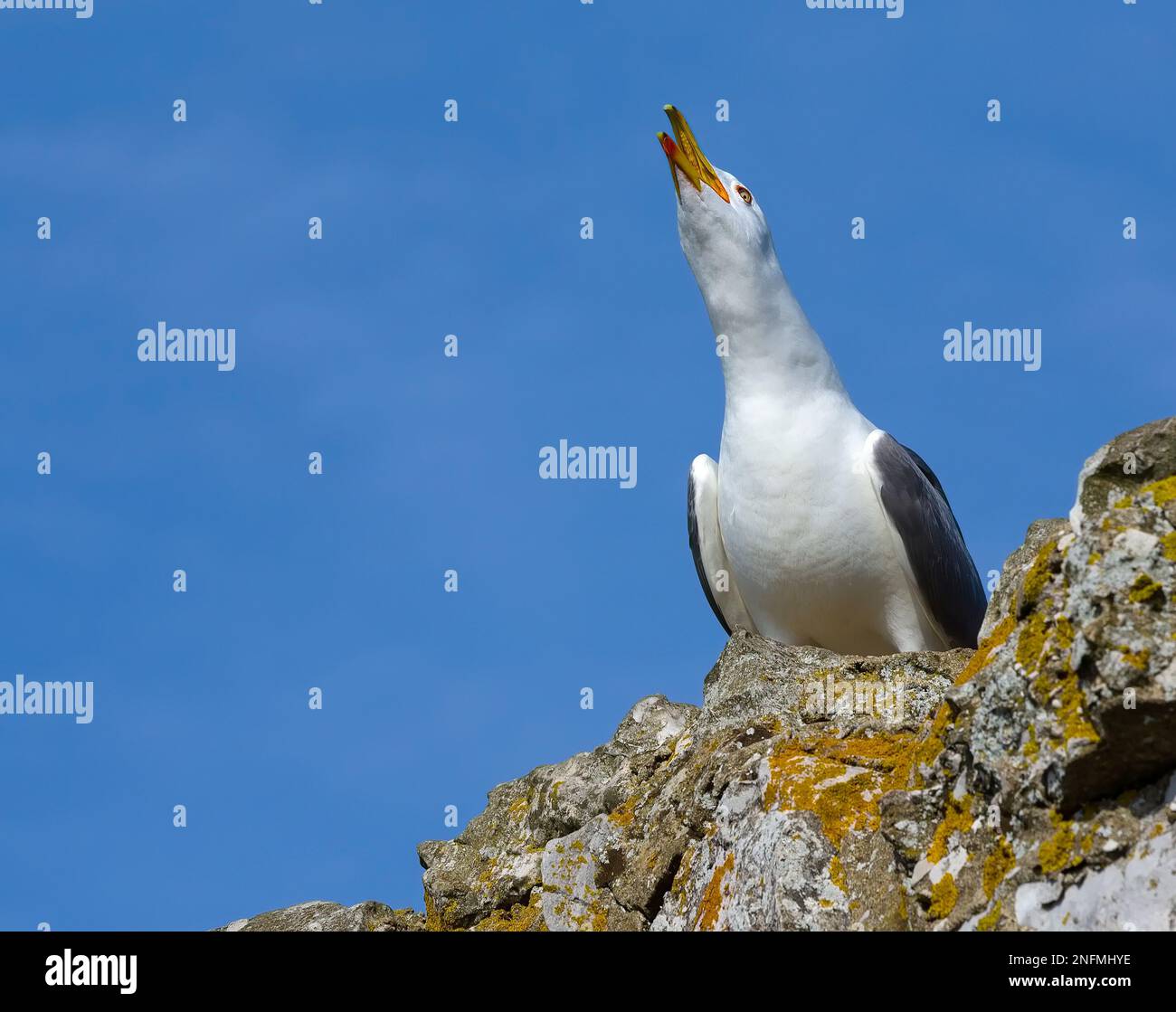 Neck screaming bird hi-res stock photography and images - Alamy