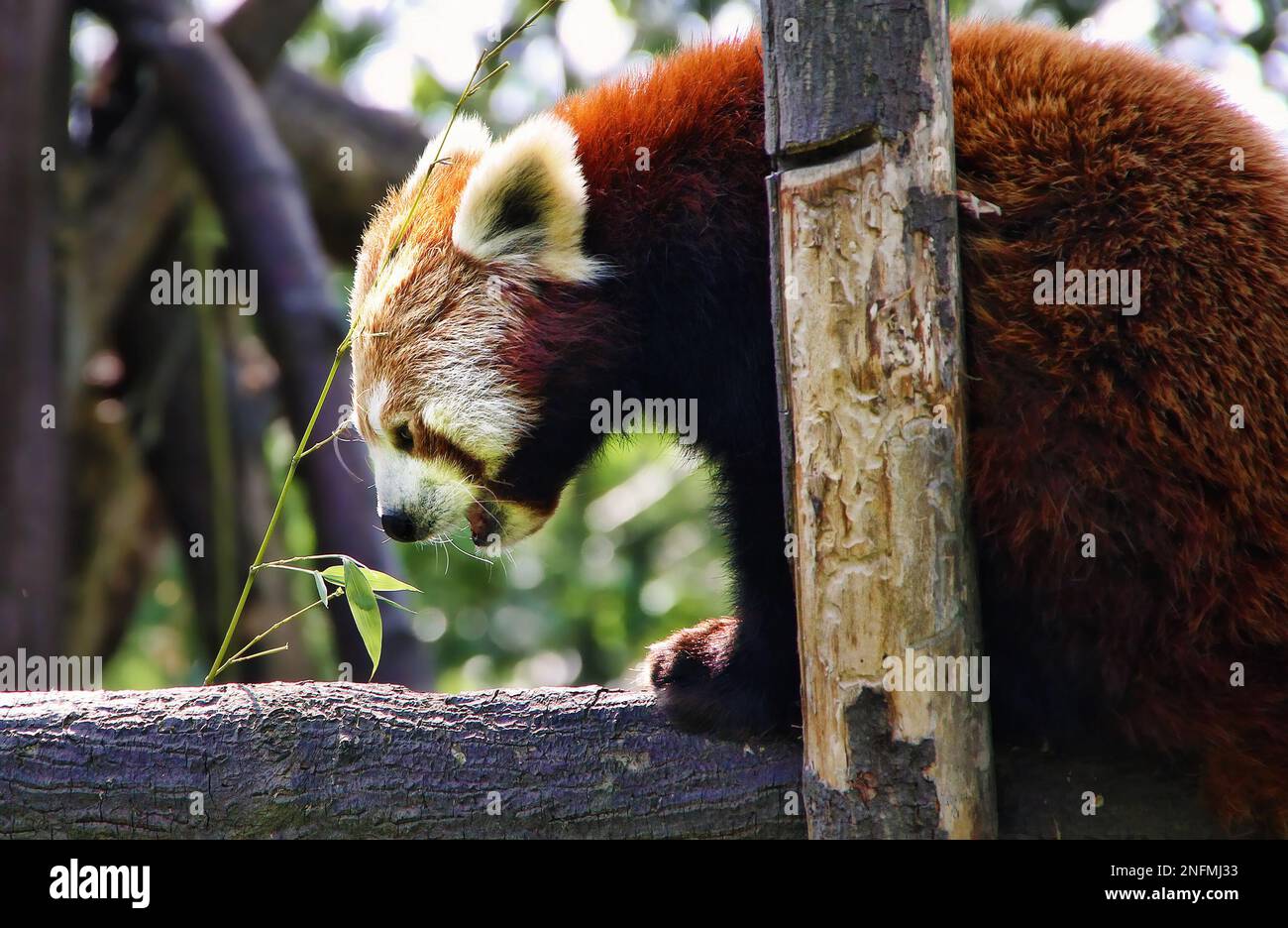 Profile Image of a Red Panda on a Log Stock Photo - Alamy