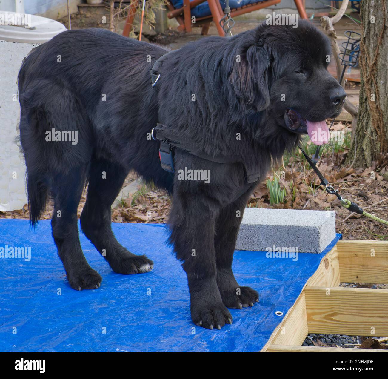 Black Newfoundland Dog Stock Photo - Alamy
