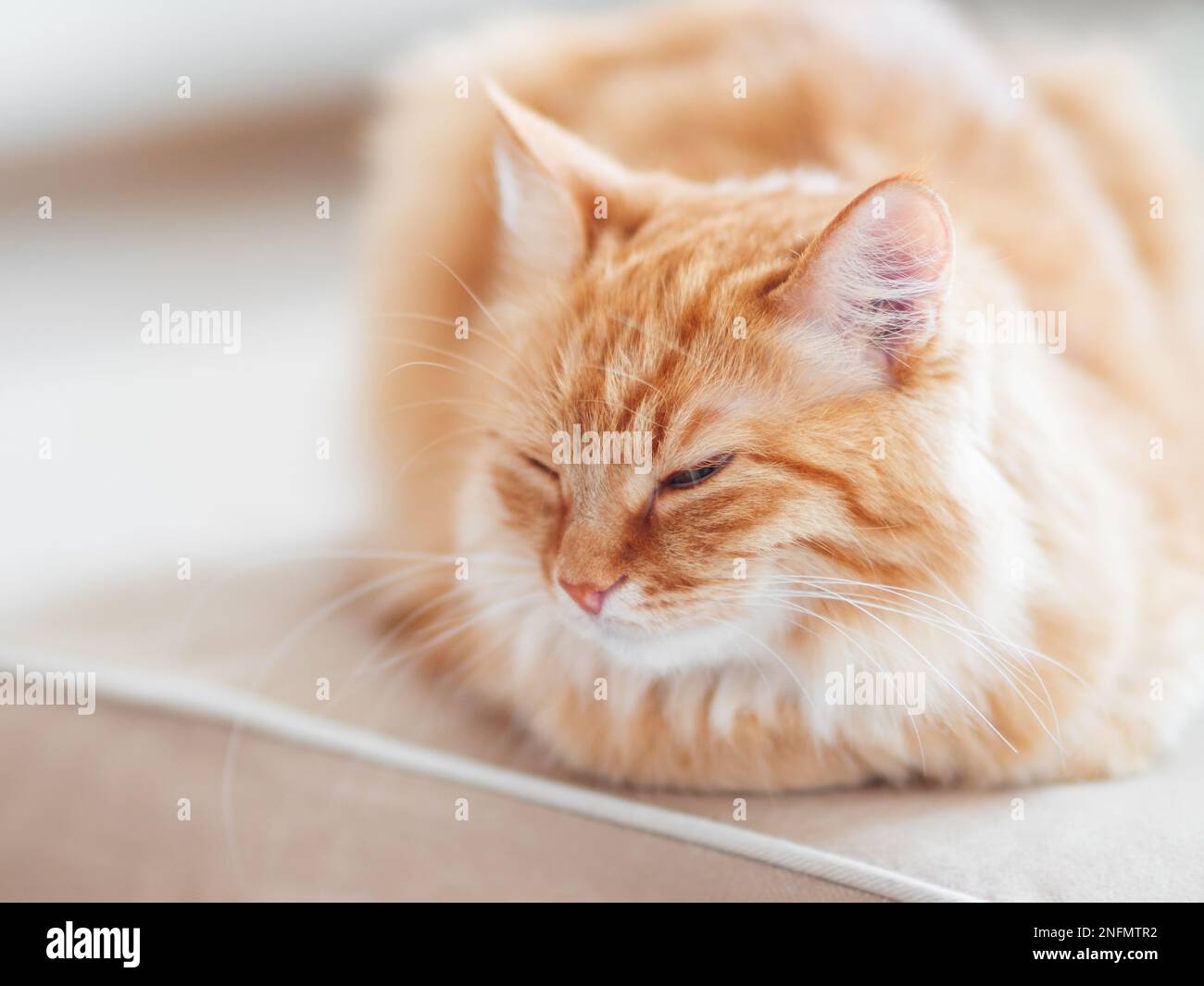 Cute ginger cat lying on couch. Fluffy pet looks sleepy. Cozy home ...