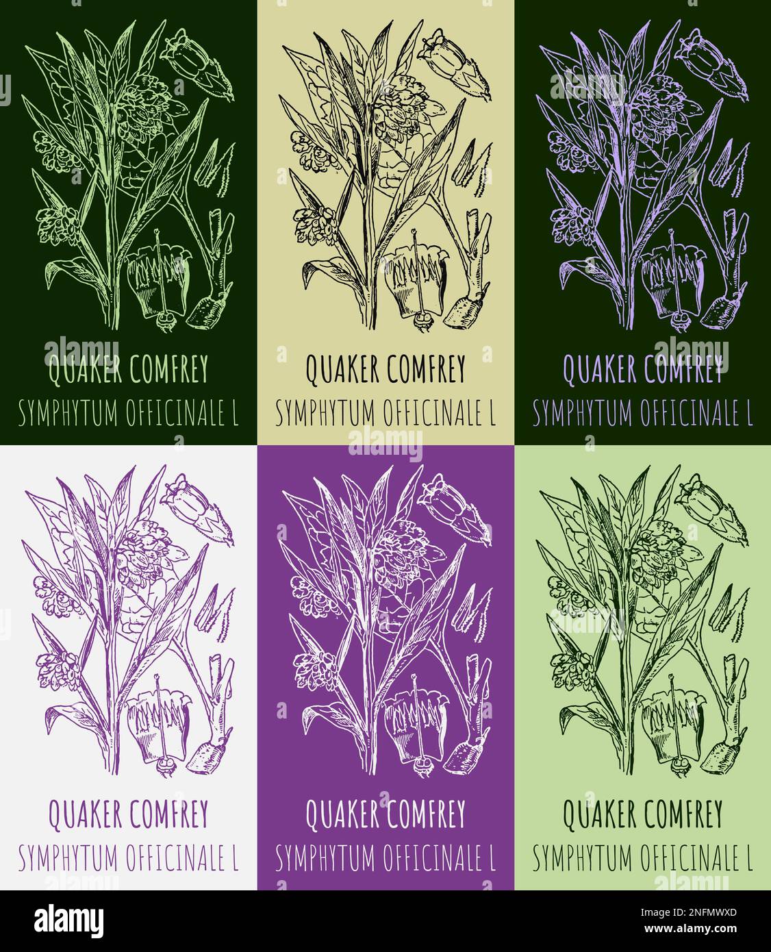 Set of drawings QUAKER COMFREY in different colors. Hand drawn ...