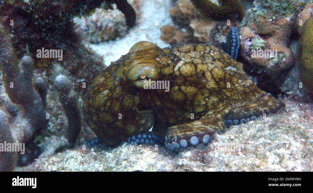 An octopus is shown in this underwater photograph taken while scuba ...