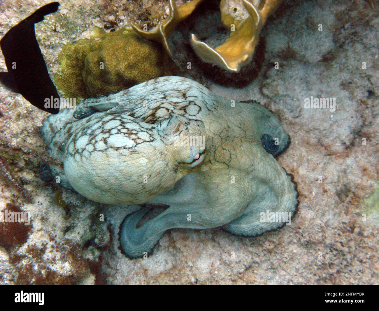 An octopus changes color is shown in this underwater photograph taken ...