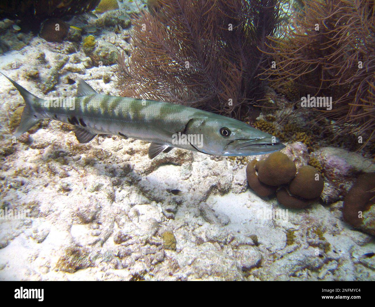 A barracuda is shown in this underwater photograph taken while scuba ...