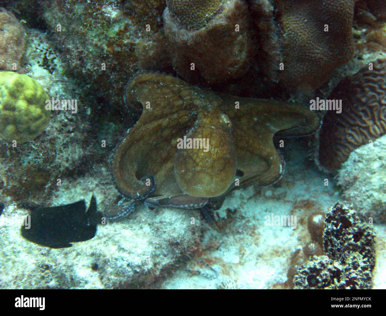 An octopus is shown in this underwater photograph taken while scuba ...