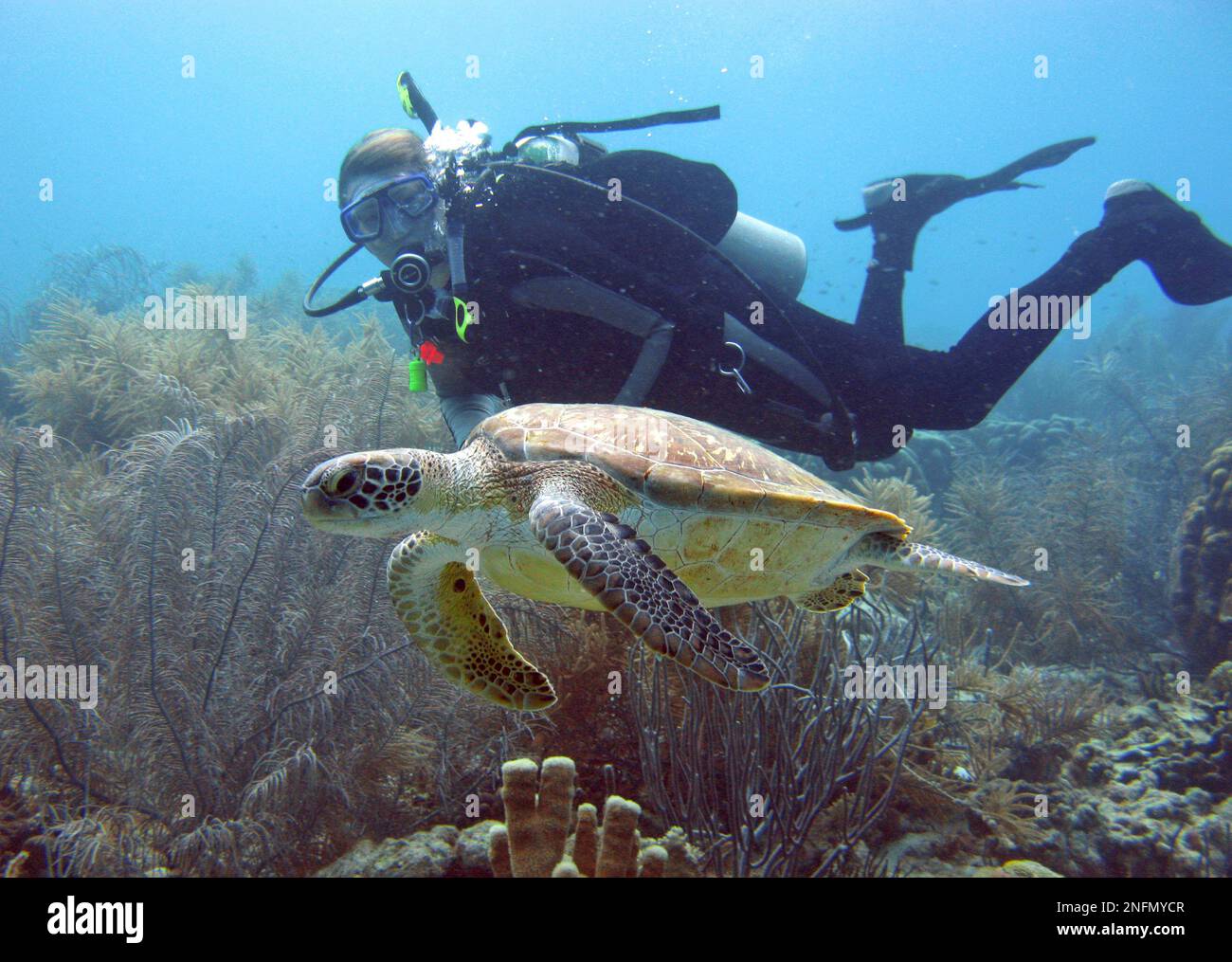 A scuba diver swims with a sea turtel in this underwater photograph ...