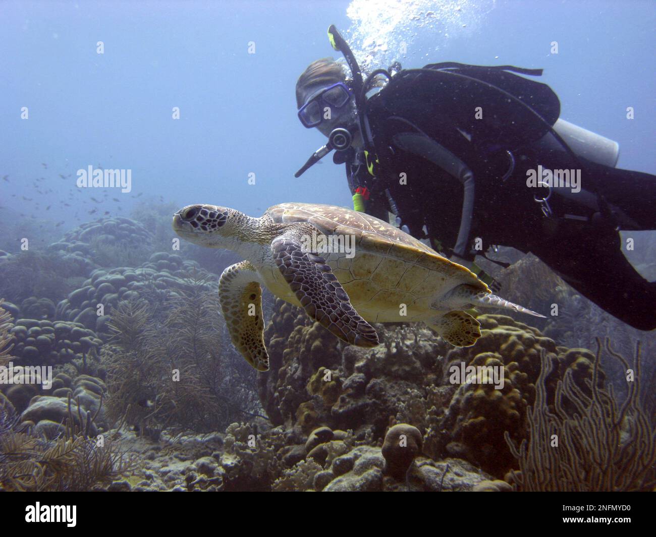 A scuba diver swims with a sea turtle in this underwater photograph ...