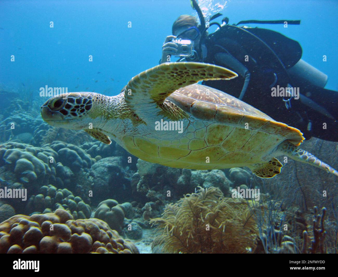 A sea turtle is photographed by a diver in this underwater photograph ...