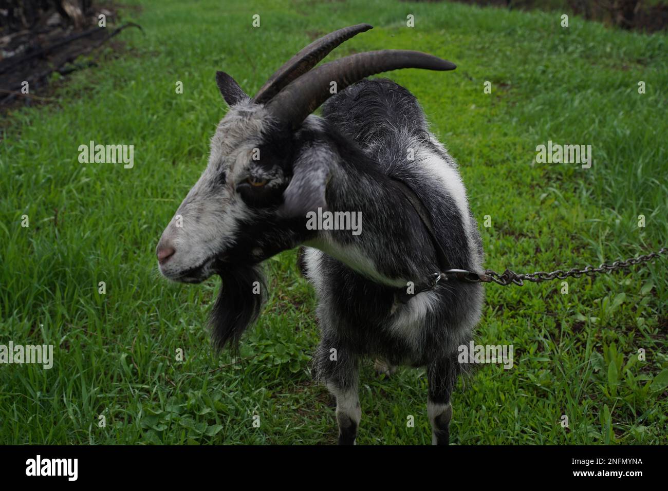 Goats in nature. Profile portrait of goat Stock Photo - Alamy