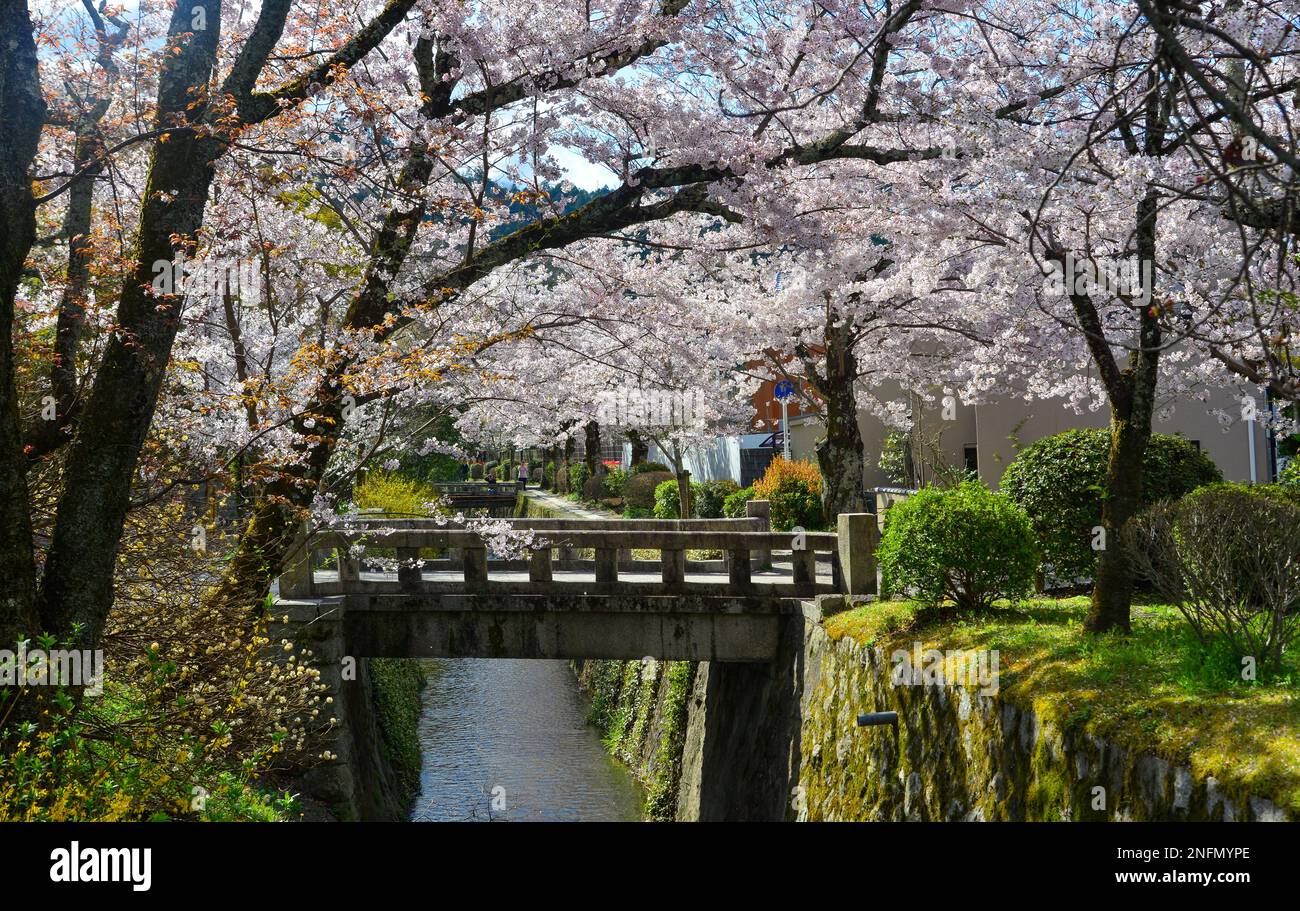 Cherry blossom landscape in Kyoto, Japan. Annual cherry blossom viewing ...
